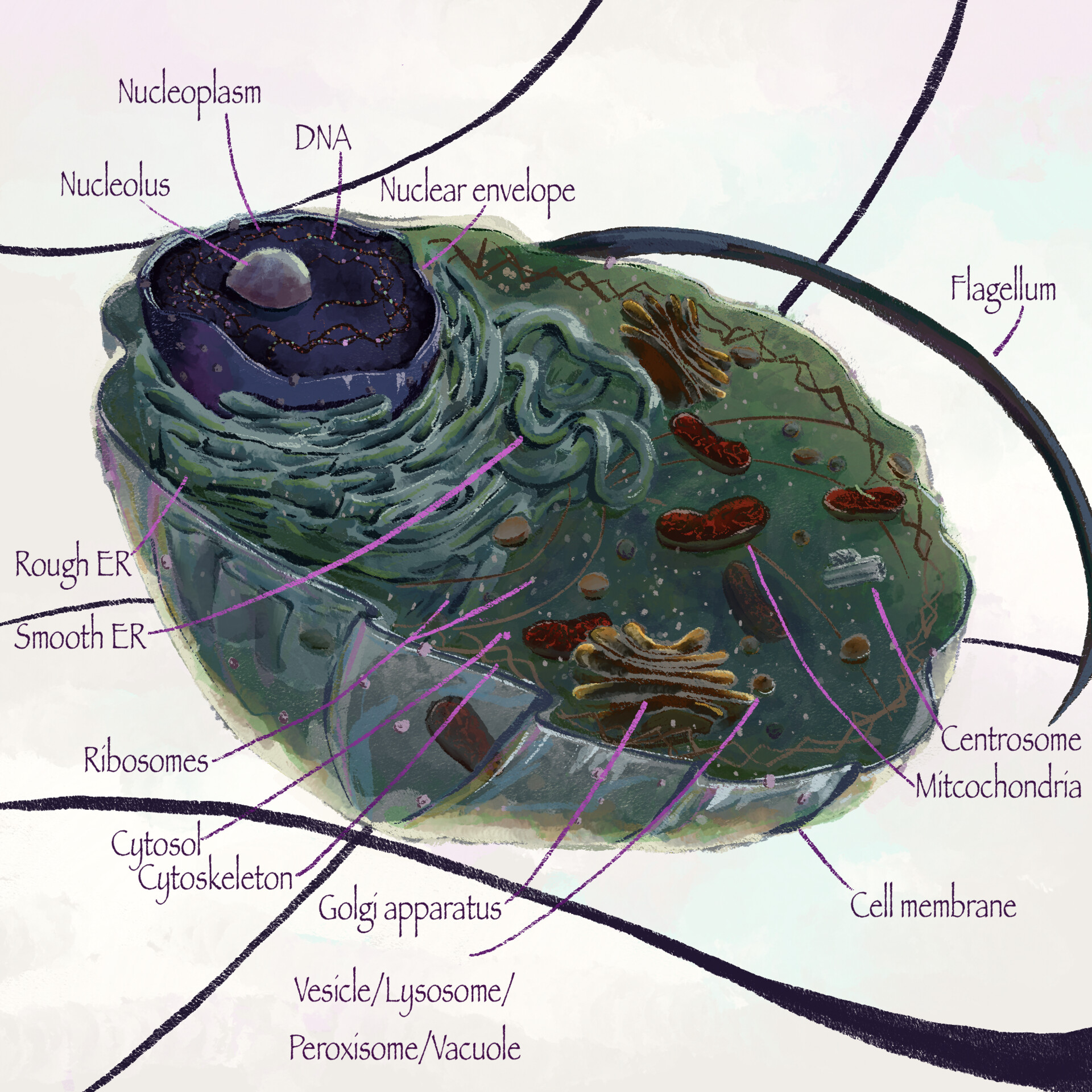 ArtStation - Cell Diagram: Lucevium's Version