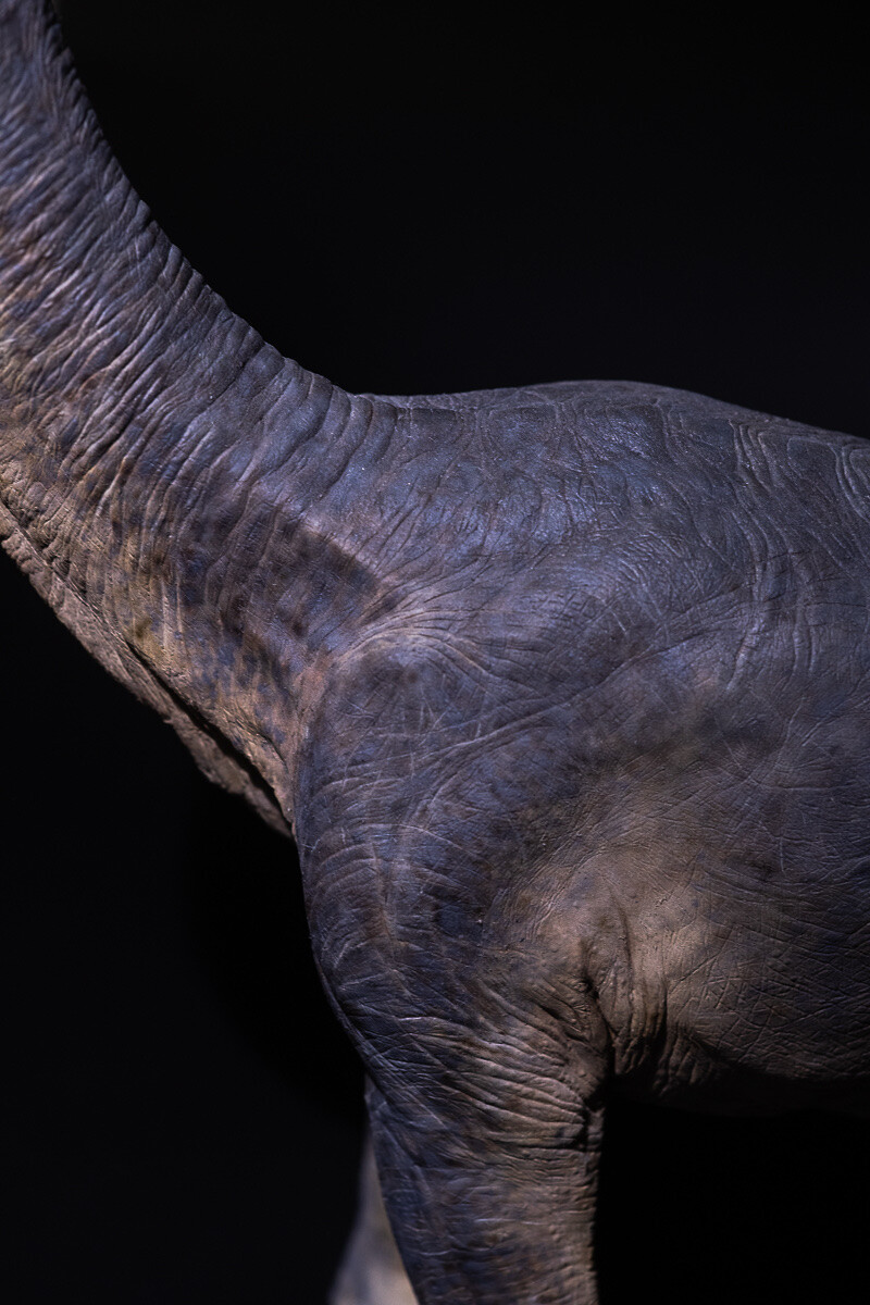 Imagen Brachiosaurus001jpg Jurassic Park Wiki