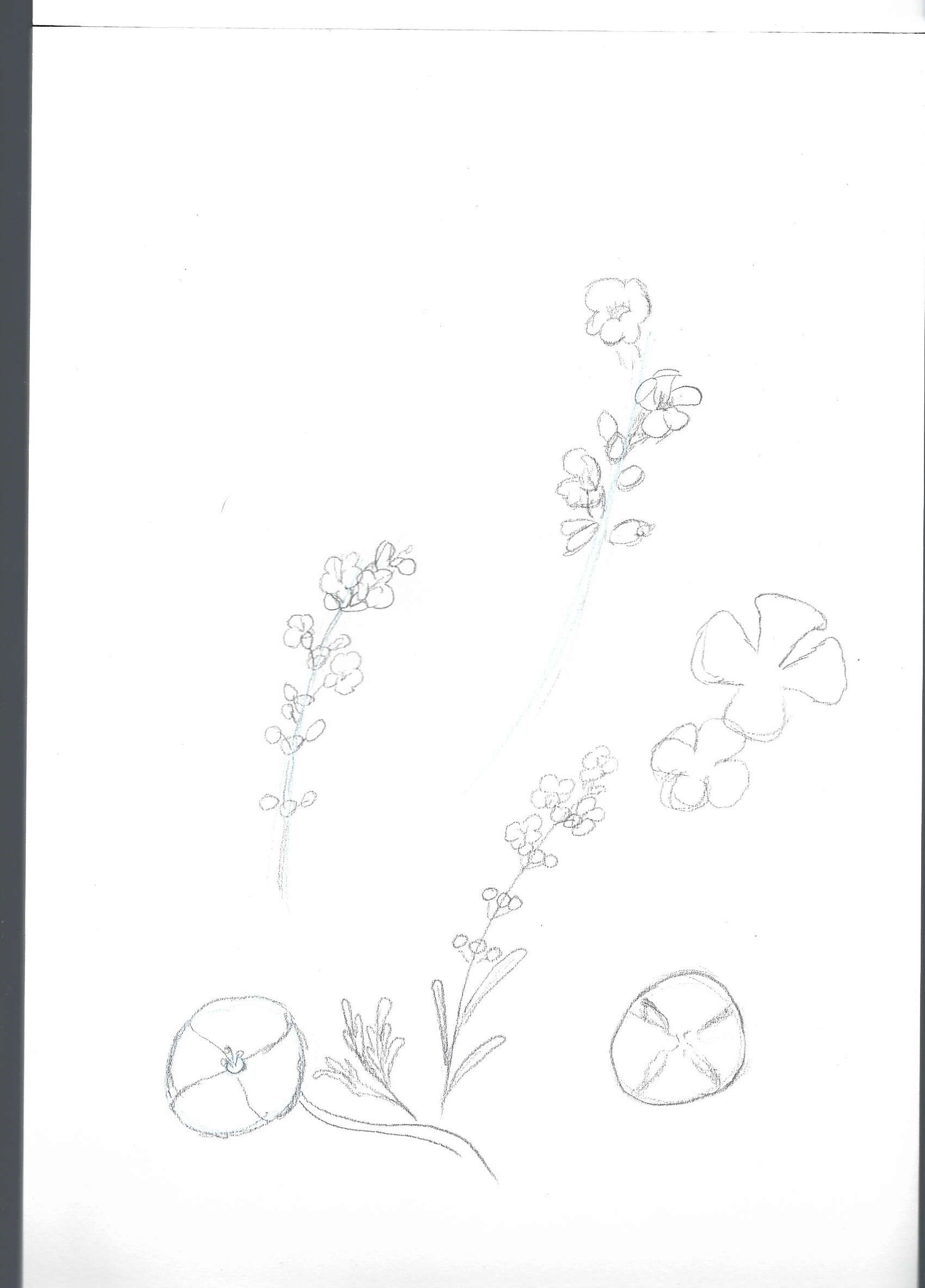 Kaitlin Burge - Dear Clara Cover Test