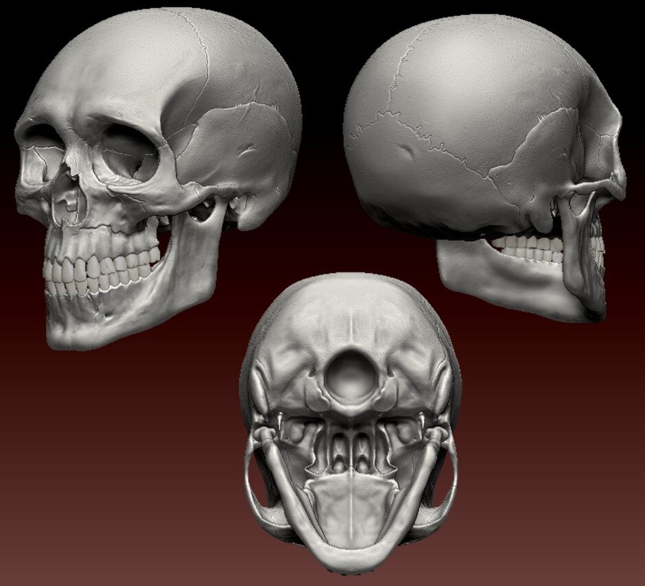 sagar singh - Skull Study
