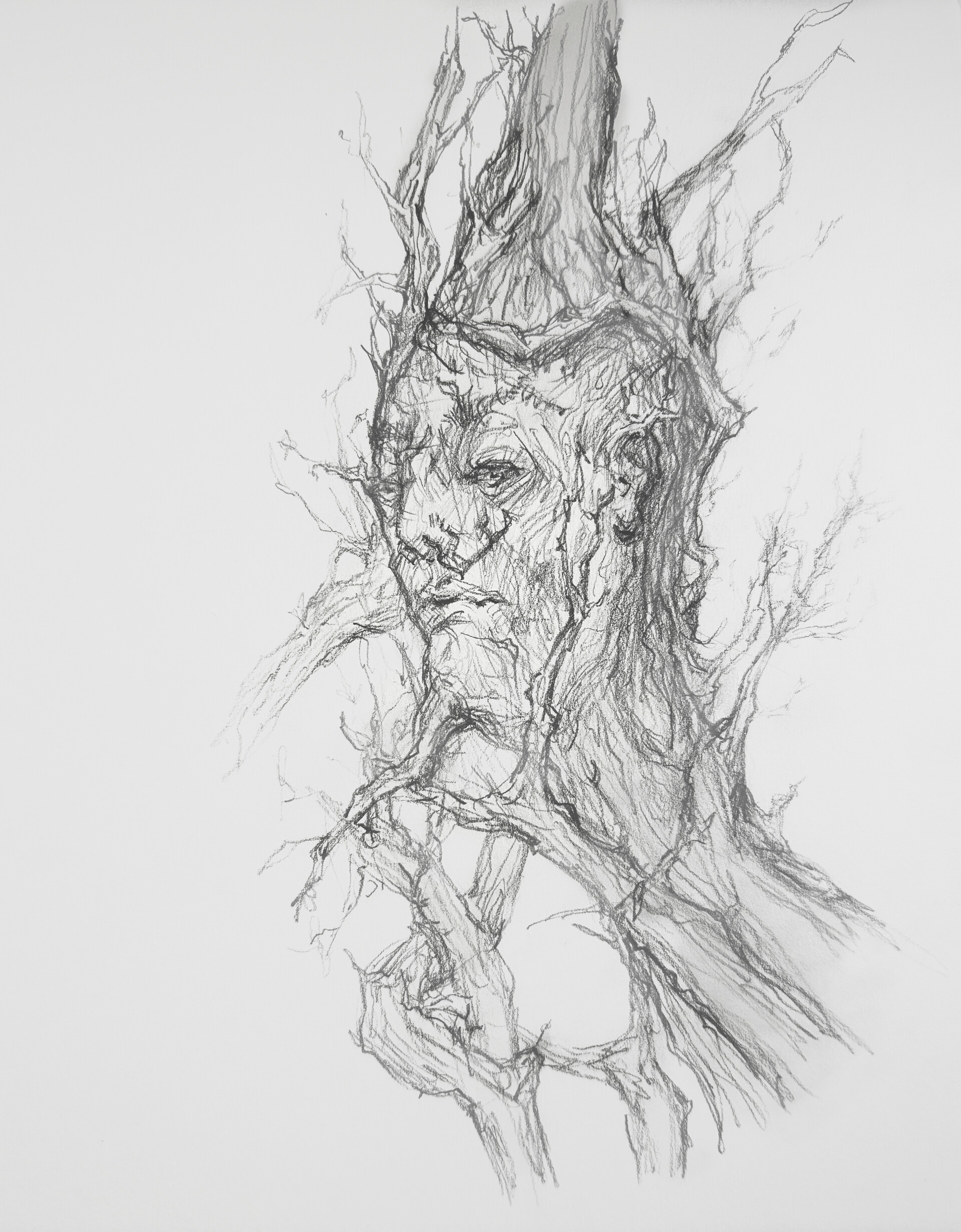 ArtStation - ent sketch