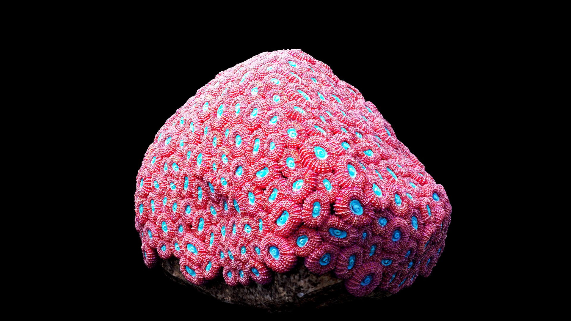 ArtStation - Coral Asset Creation (Internship Project)