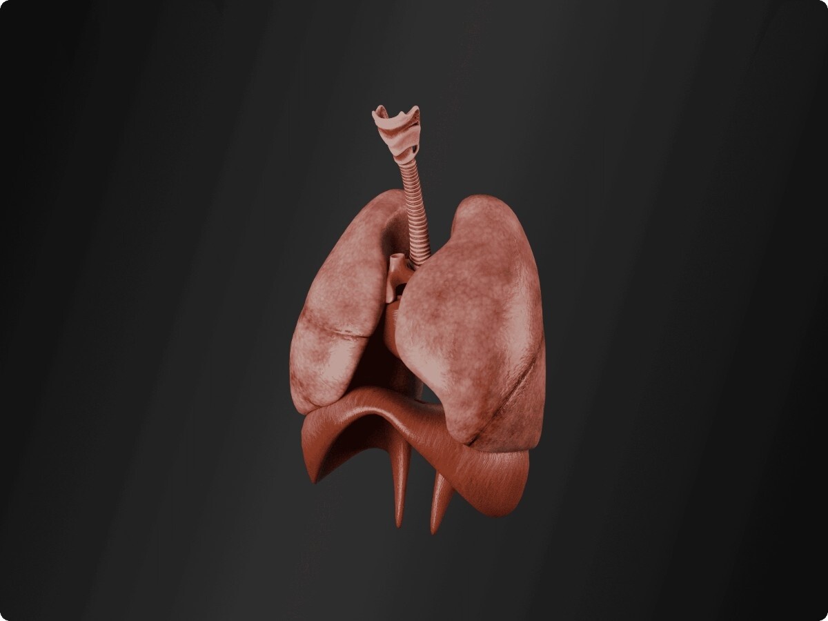ArtStation - Realistic Human Respiratory System | 3D Anatomy Model
