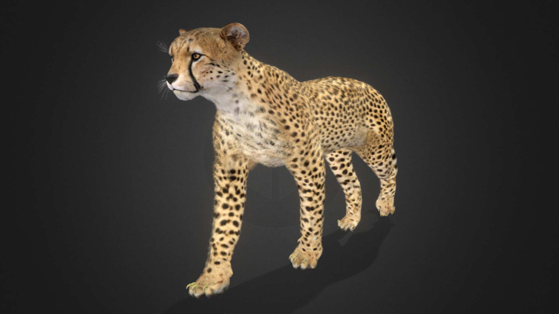 ArtStation - Cheetah Realistic Animated