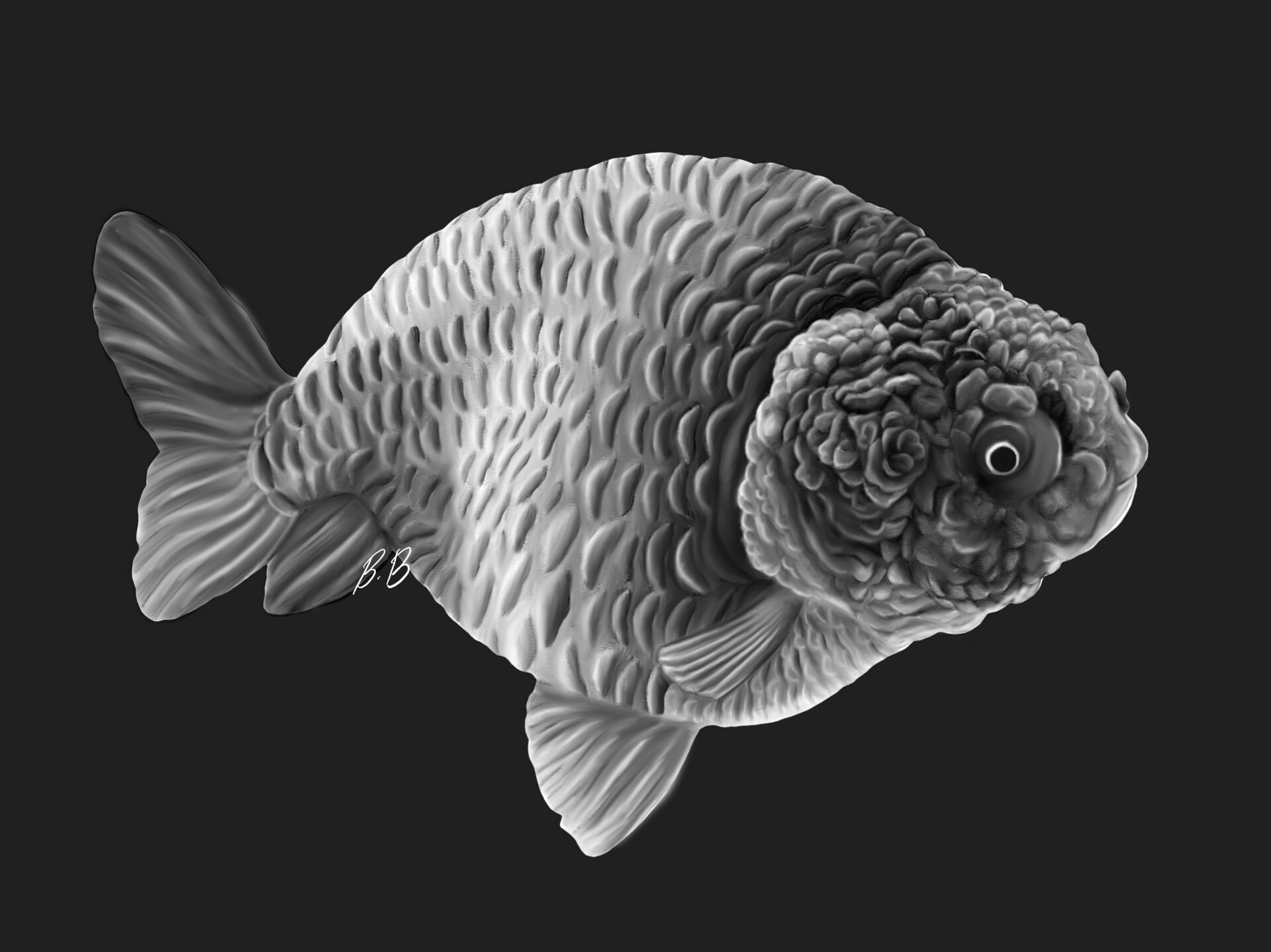ArtStation - Ranchu Goldfish Drawing