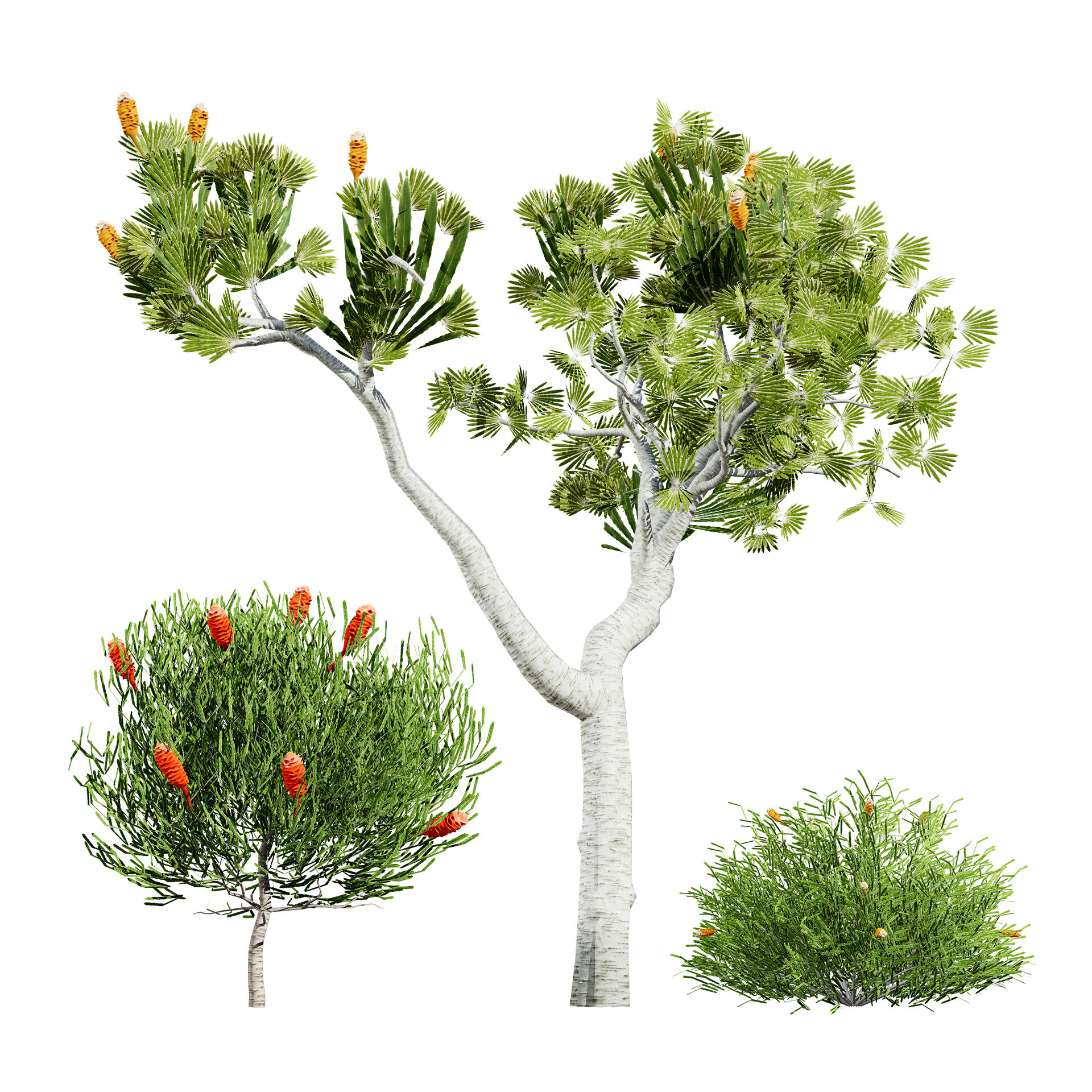 ArtStation - Australia Banksia Tree 3D Model