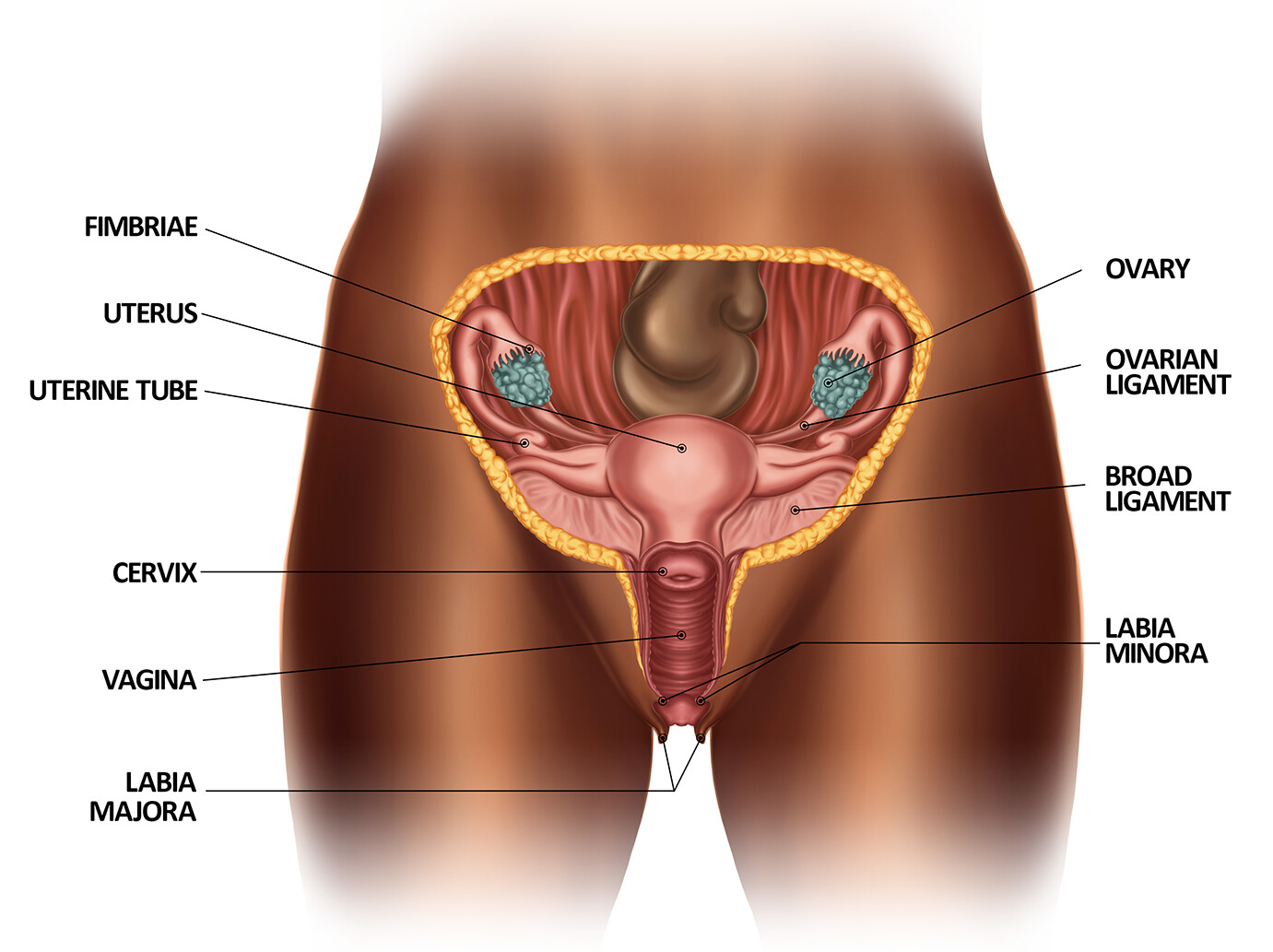 ArtStation - Cross Section of the Female Genitalia