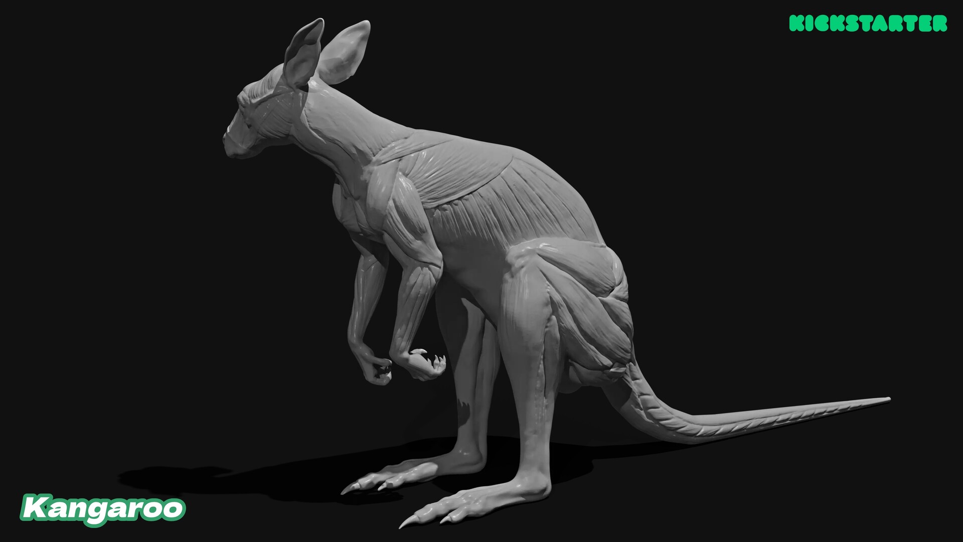ArtStation - Kangaroo Anatomy