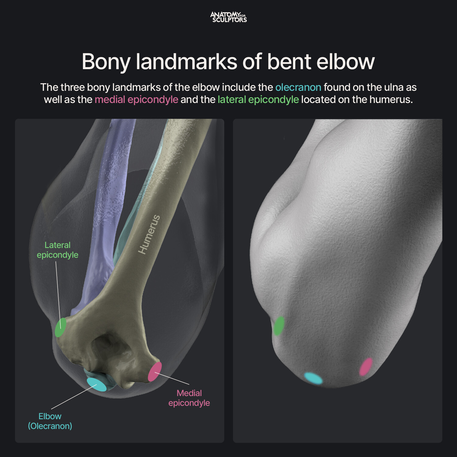 ArtStation - Bent elbow - Bony landmarks