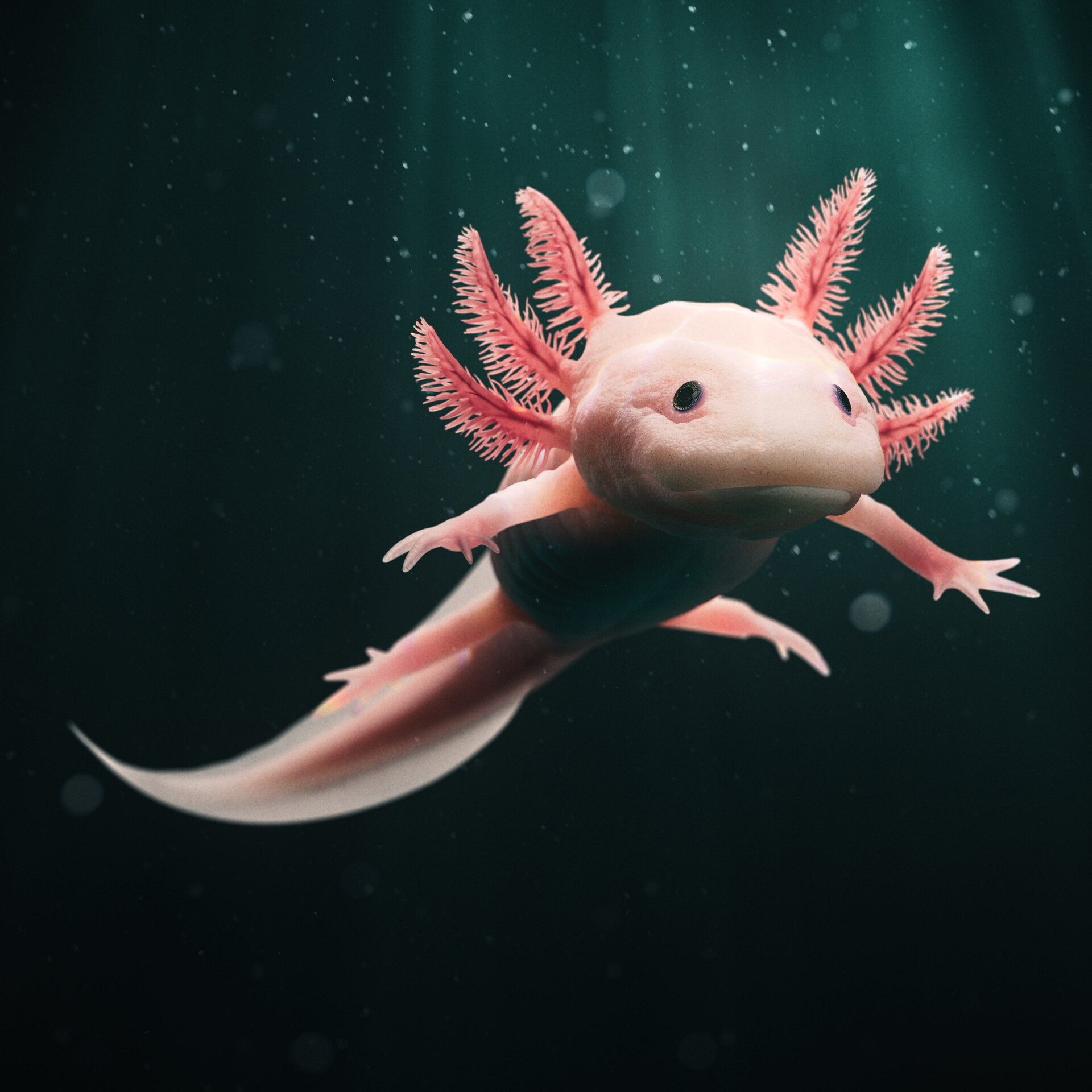 ArtStation - Axolotl