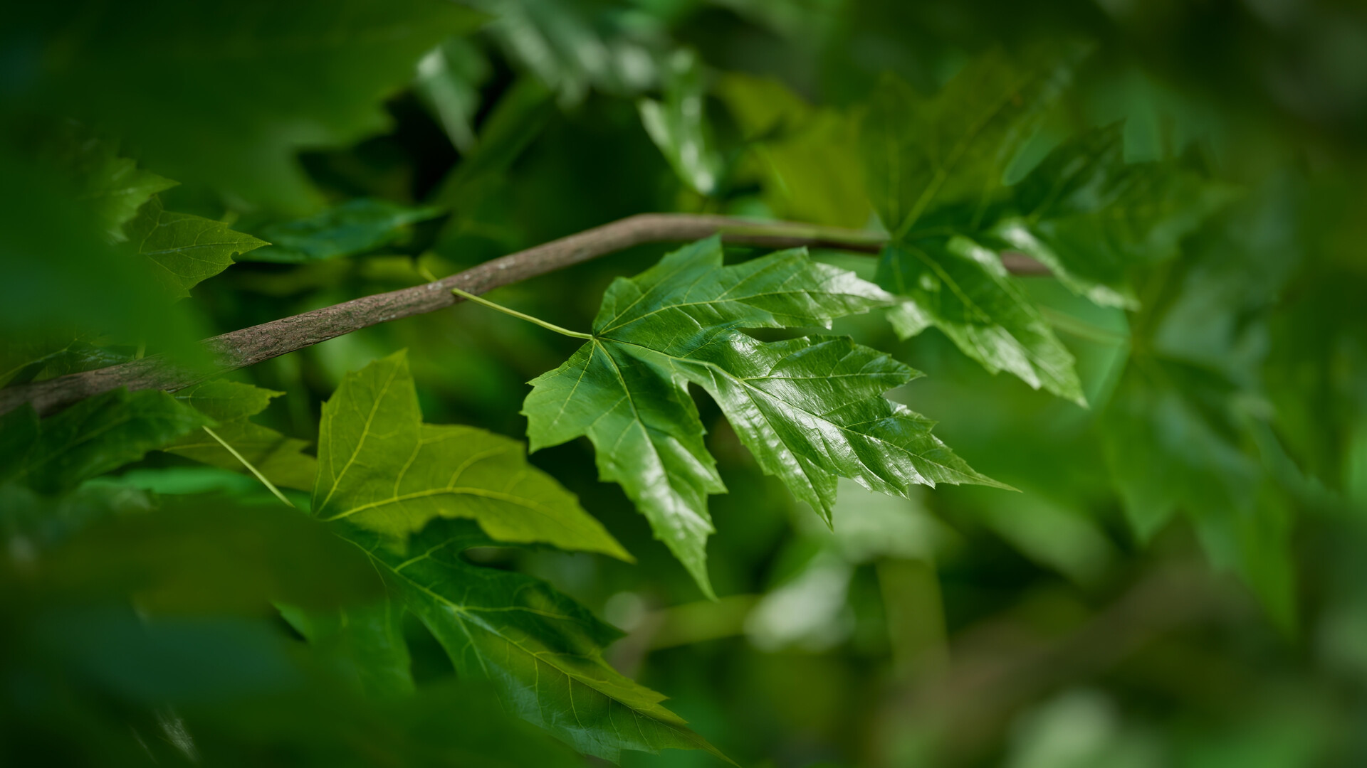 Evermotion Studio - Realistic trees - Archmodels vol. 299