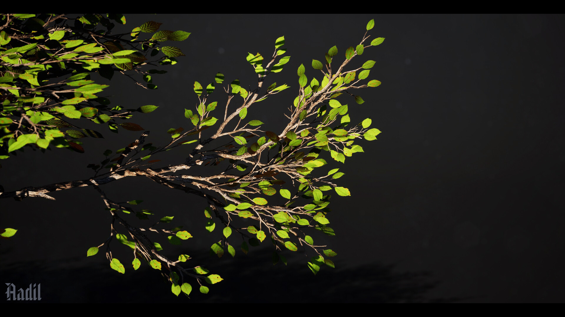 Aadil Sharif - Elm Tree