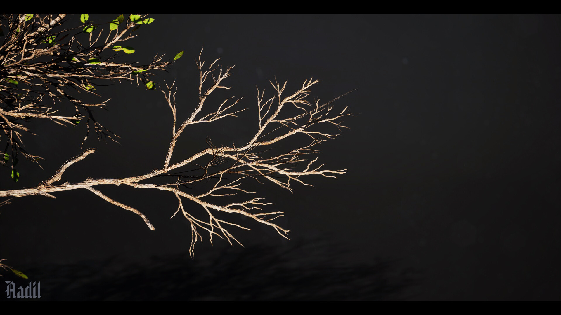 Aadil Sharif - Elm Tree