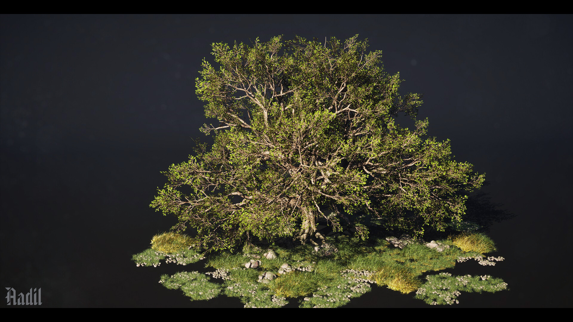 Aadil Sharif - Elm Tree