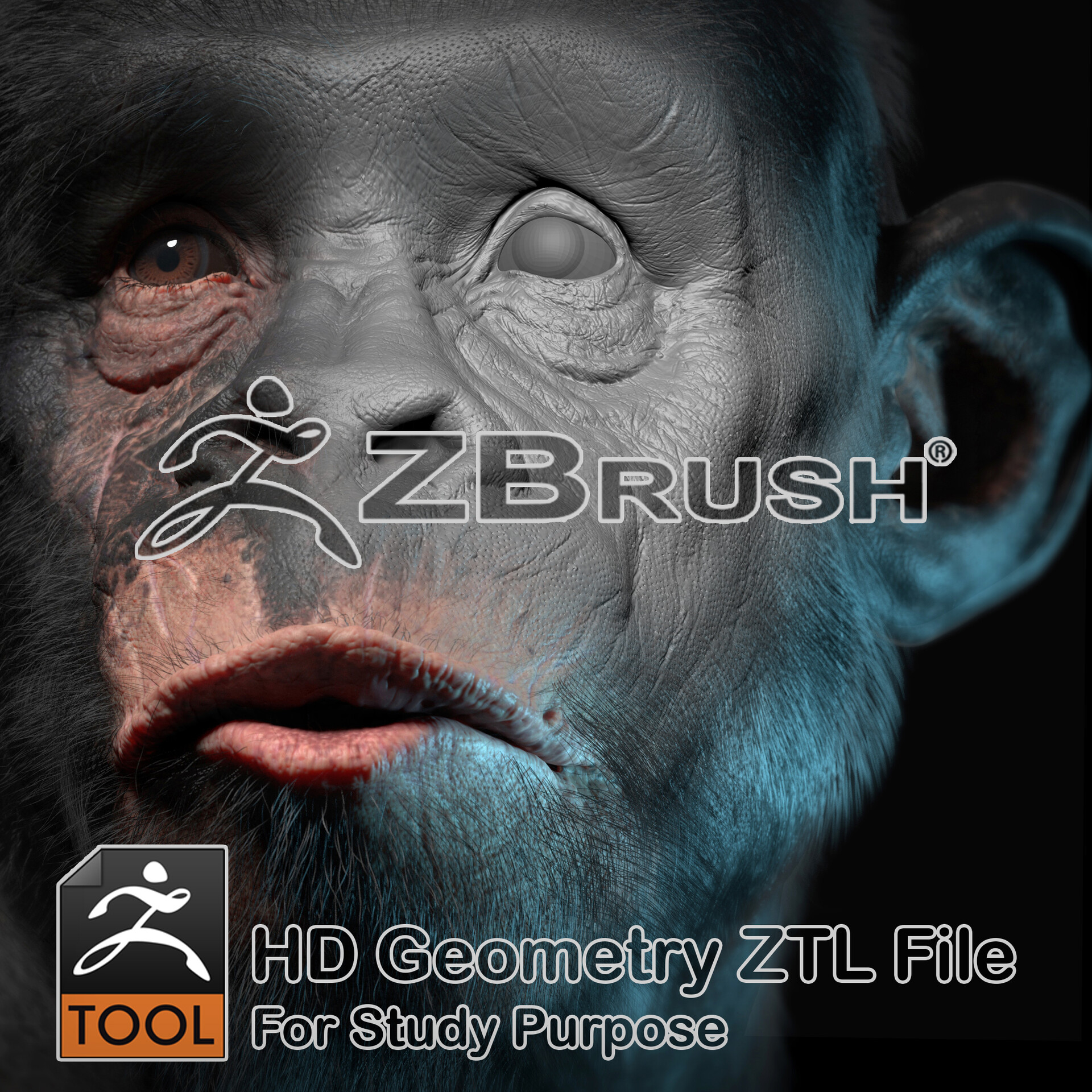 ArtStation - Chimpanzee Bust – ZTL for Study