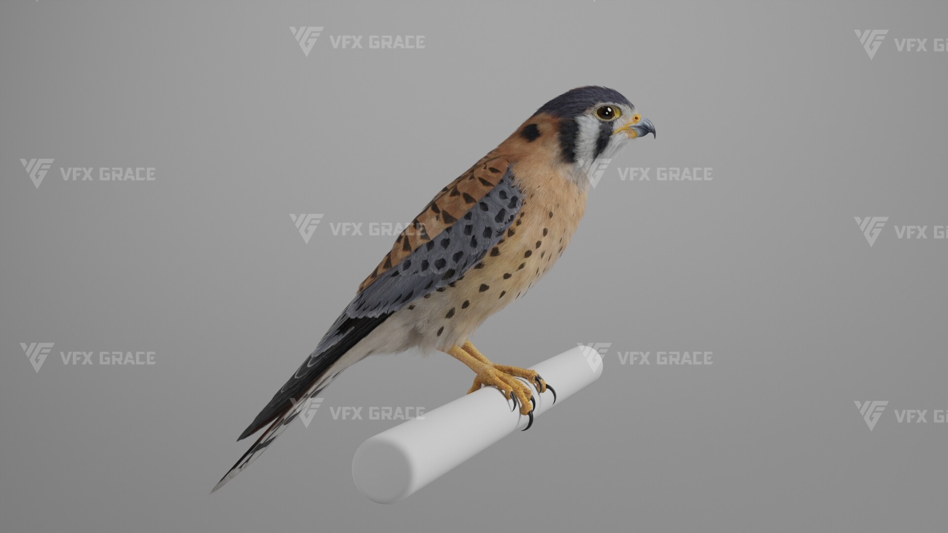 VFX models - American Kestrel Animation 3D Model Rigged for Blender