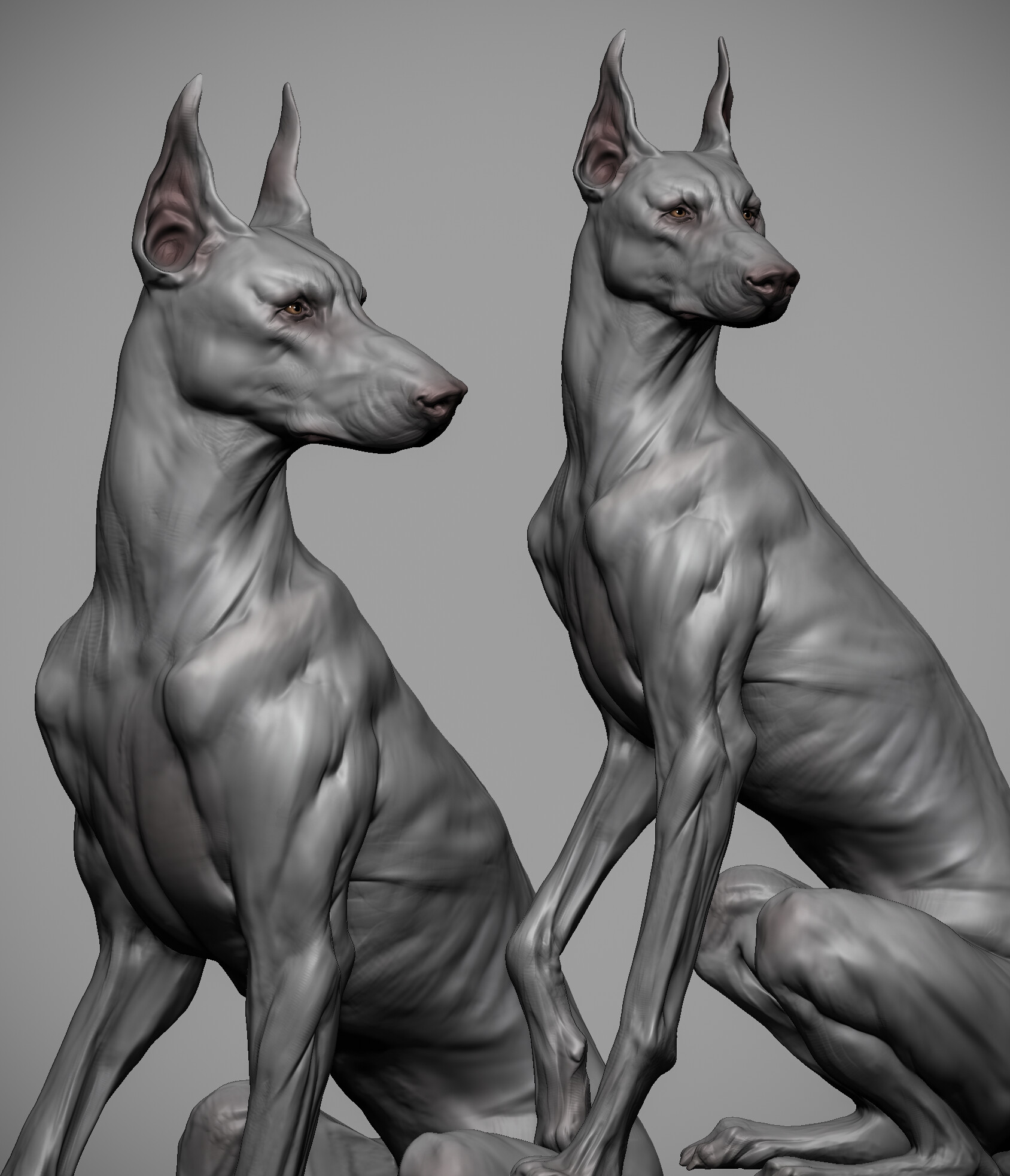 doberman albinos