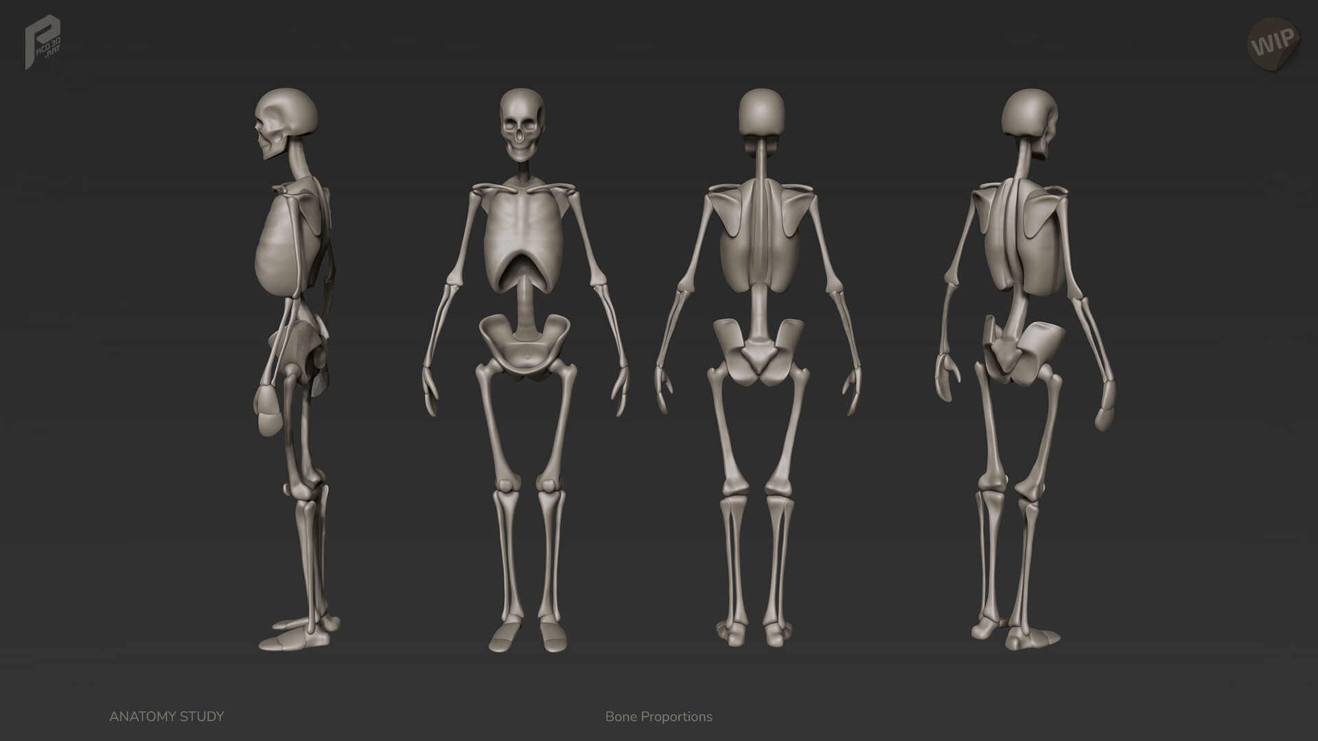 human skeleton reference 3d