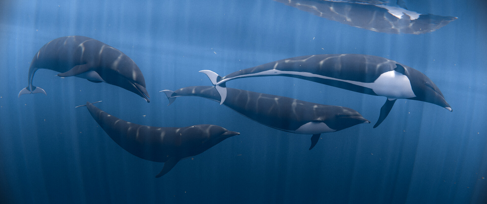 Northern Right Whale Dolphin - 3D model by Oakyere [2863426] - Sketchfab
