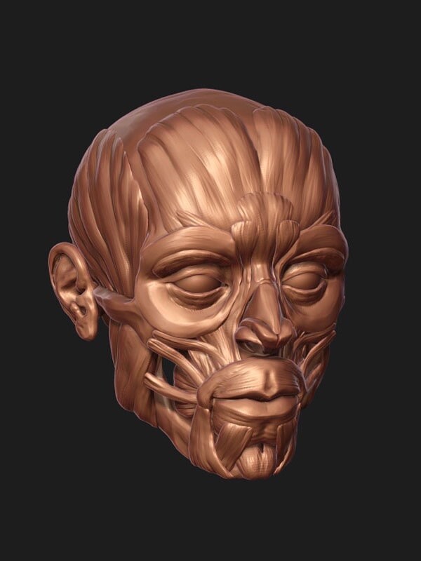 ArtStation - Face muscle study