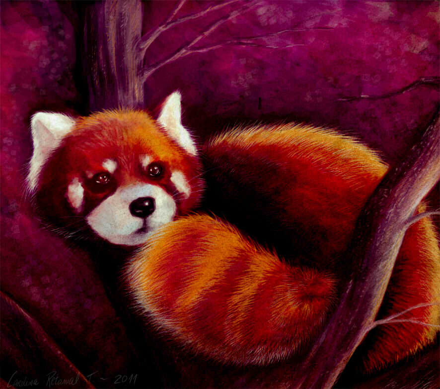 ArtStation - Red Panda