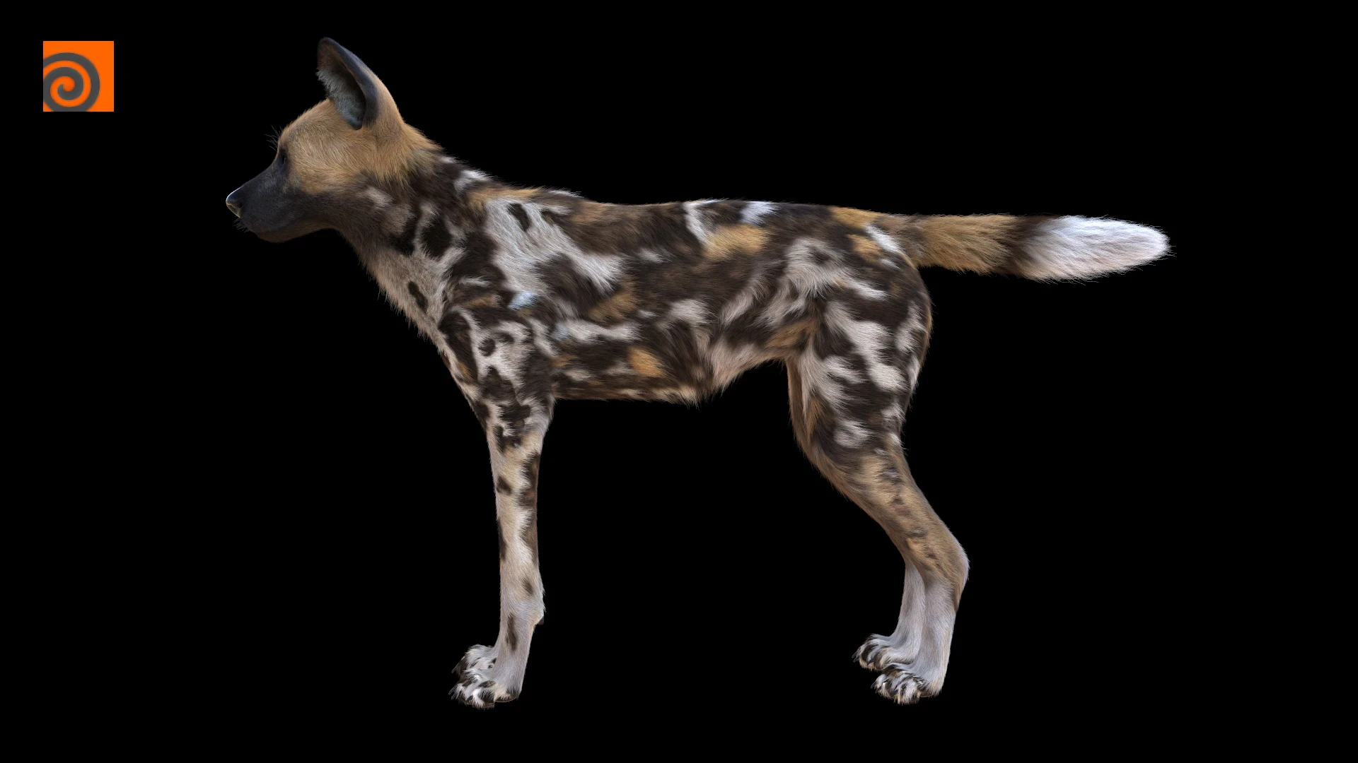ArtStation - Wild Dog Houdini