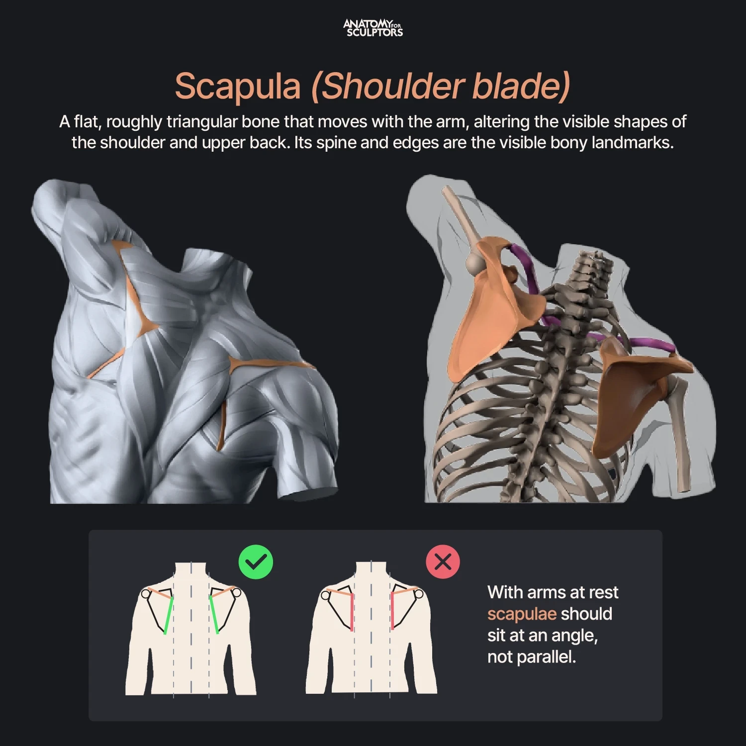 ArtStation - Scapula (shoulder blade)