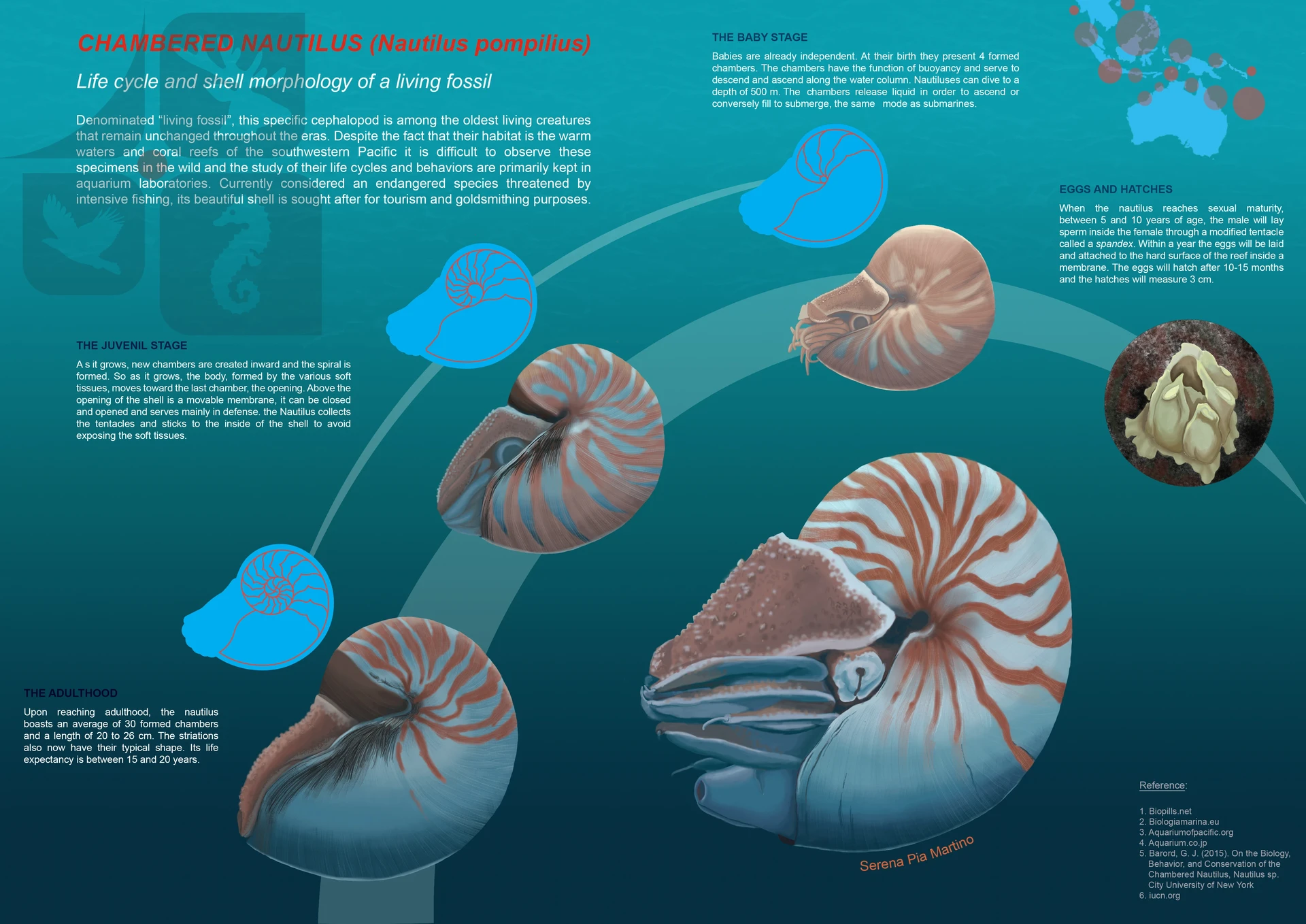 ArtStation - Life cycle of chambered Nautilus - Nautilus pompilius