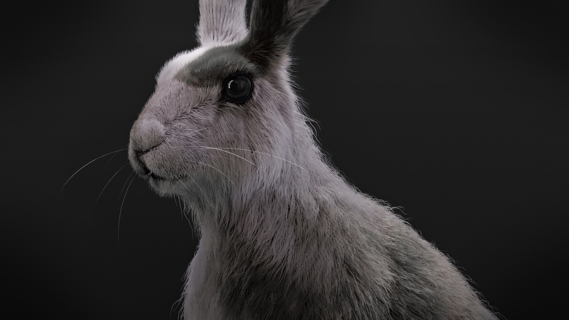 ArtStation - Hare