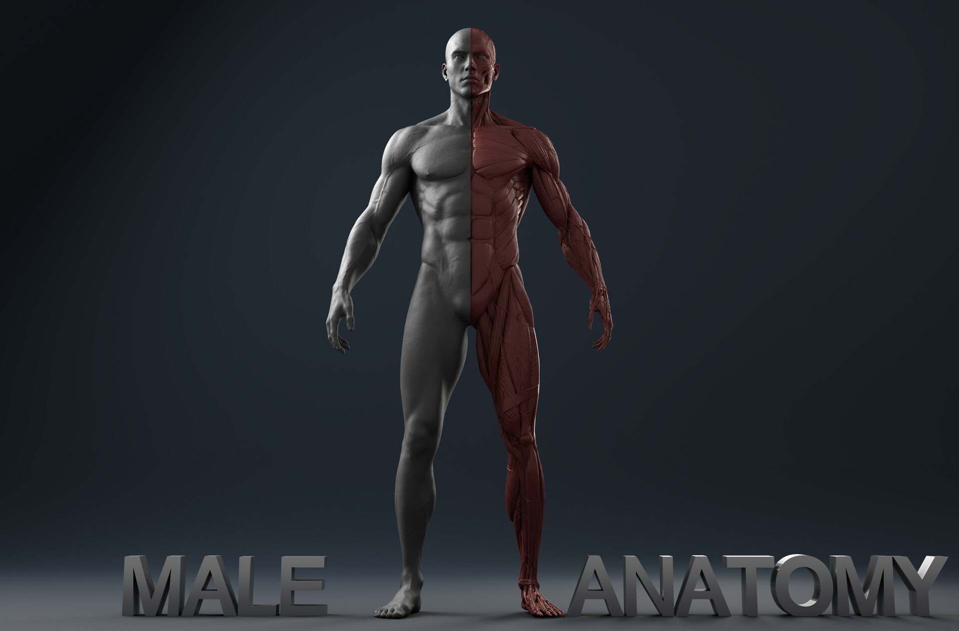 ArtStation - Anatomy-Muscles