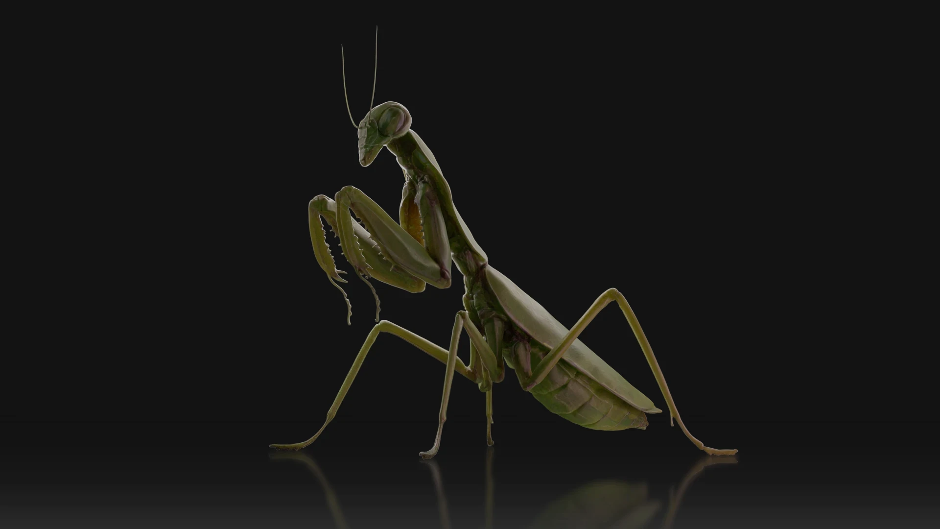 ArtStation - Mantis
