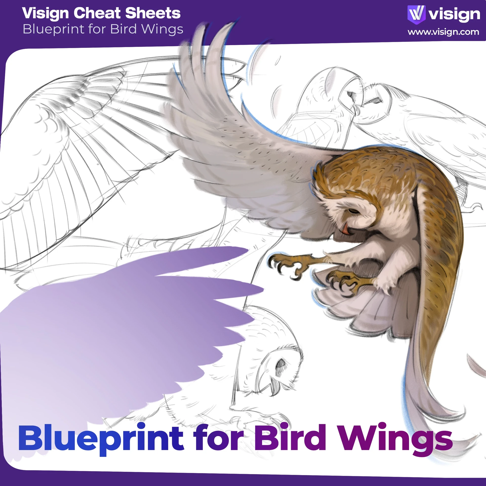 dove wings reference