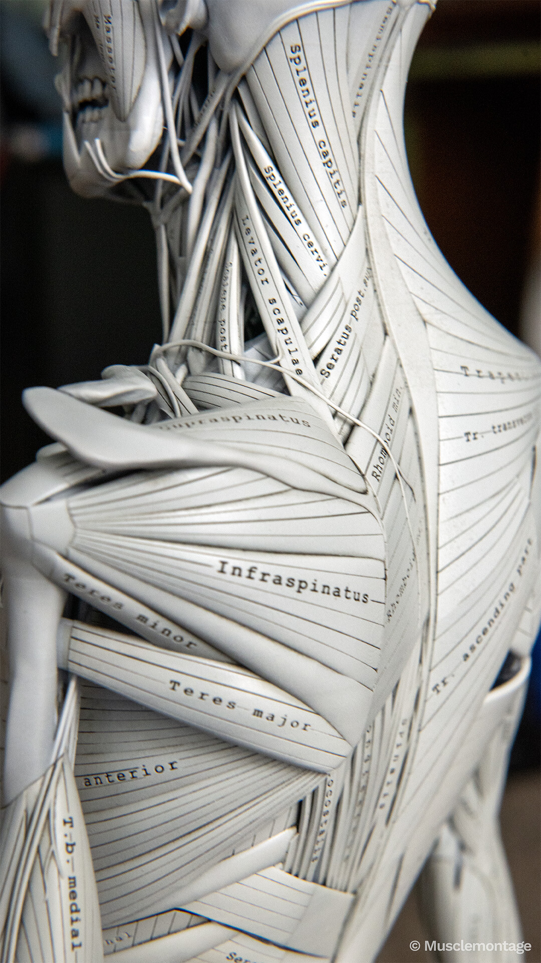 ArtStation - Anatomy Écorché | Posterior Shoulder & Rotator Cuff