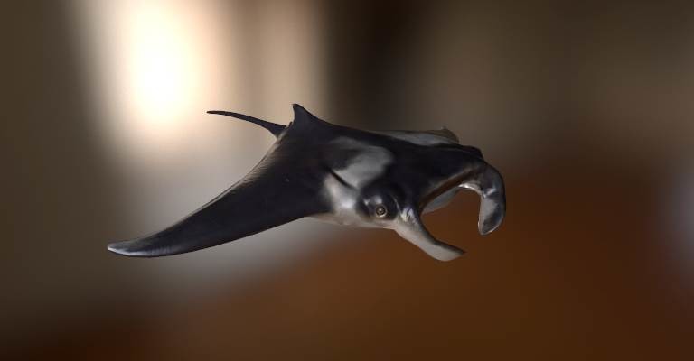 ArtStation - Manta Ray
