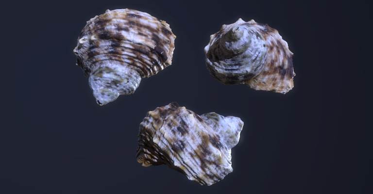 ArtStation - Sea Shell Photogrammetry