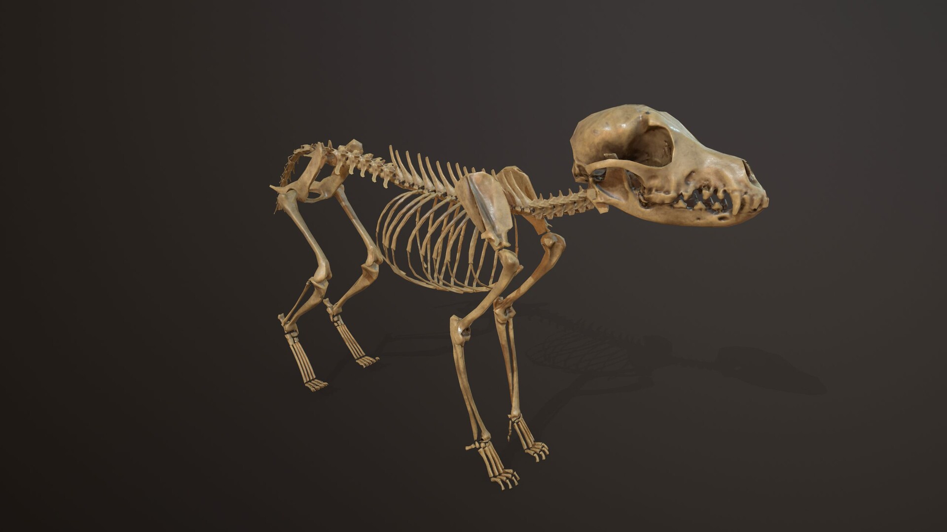 ArtStation - Dog Skeleton