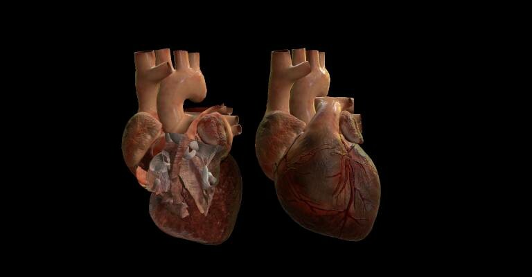 ArtStation - human heart animation