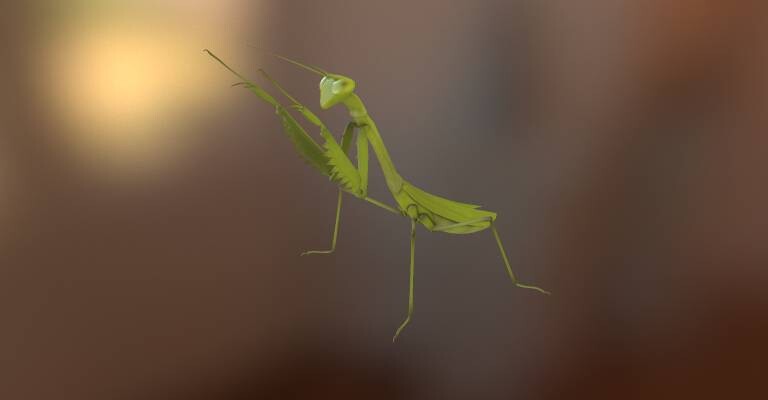 ArtStation - Praying Mantis