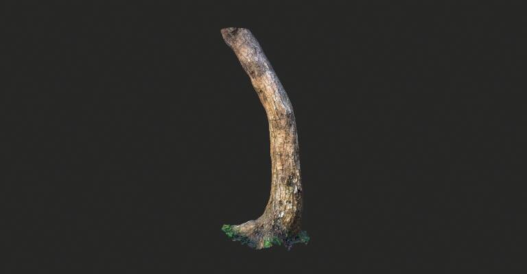 ArtStation - Low poly - High poly Trunk 05 - Photogrammetry