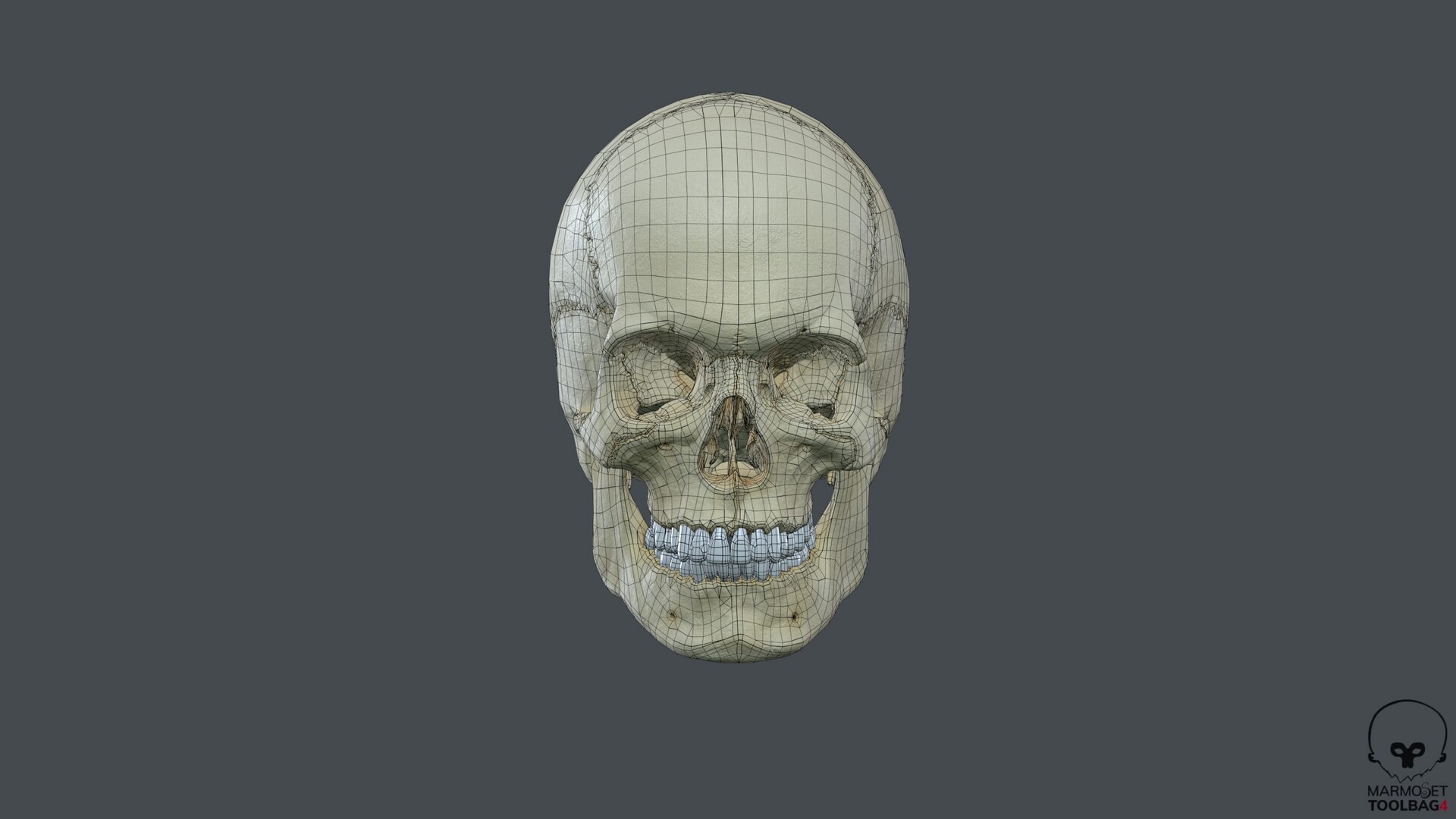 ArtStation - RT Skull: Retopologized Medically Accurate Skull