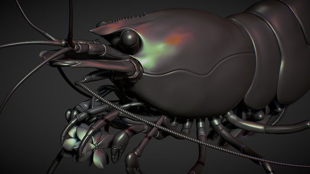 Jevgeny Sailor - Shrimp - Caridina Cantonensis