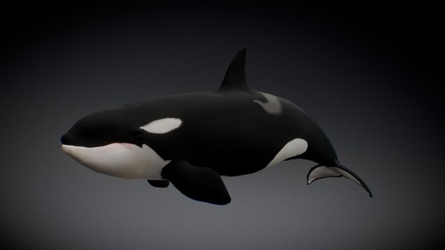 ArtStation - Female Orca (Rigged)