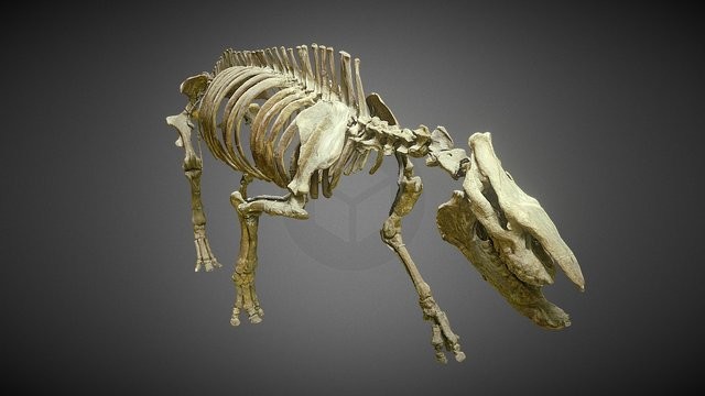 Simon Telezhkin - Aceratherium 3d scan