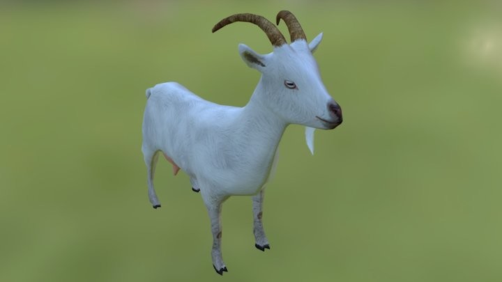 ArtStation - Goat Animated