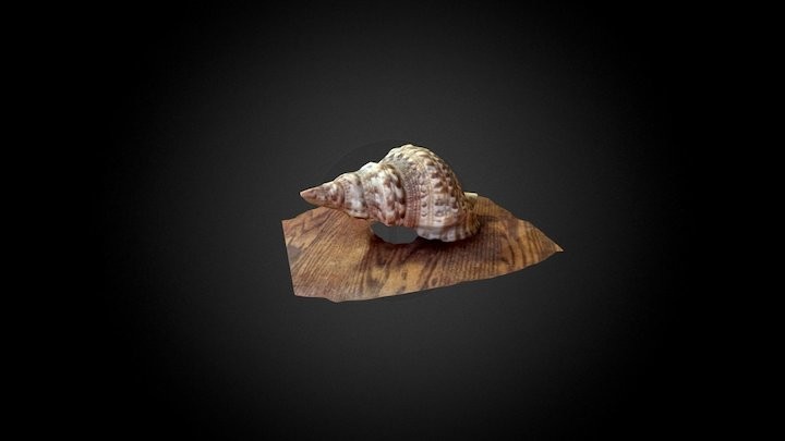 ArtStation - Photogrammetry of sea shell