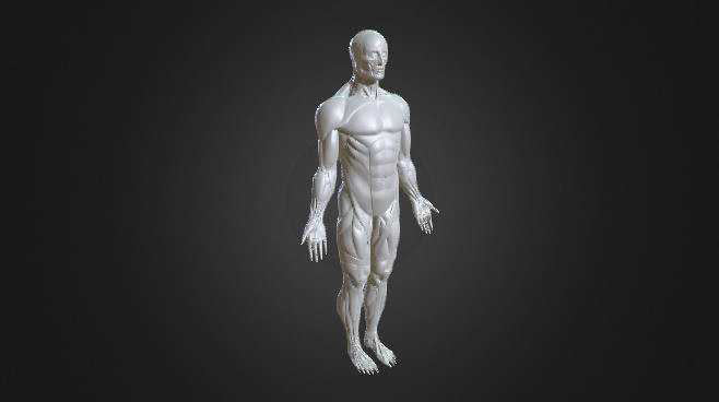 ArtStation - Human muscle 3d model