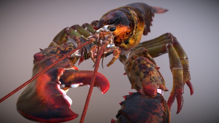 ArtStation - Homarus Americanus