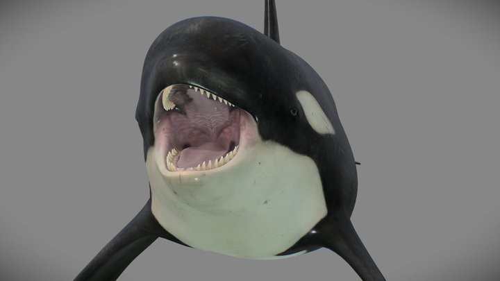 ArtStation - Killer whale