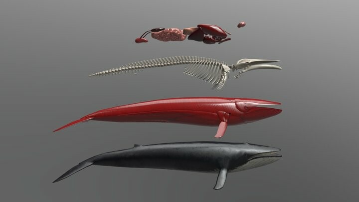 ArtStation - Blue Whale
