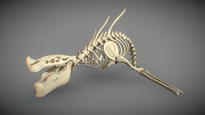 ArtStation - Skeleton asset (from Agents: Biohunters)